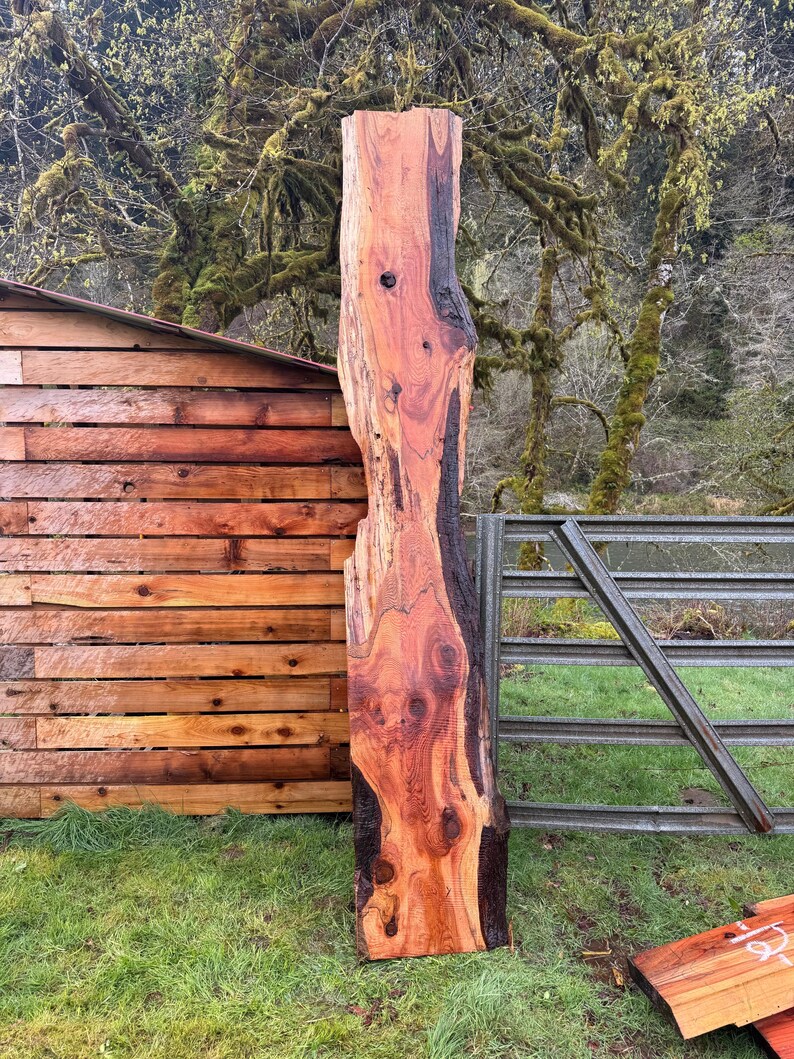 Western Red Cedar Slab- 134" X 23" X 2" - Live Edges - Etsy