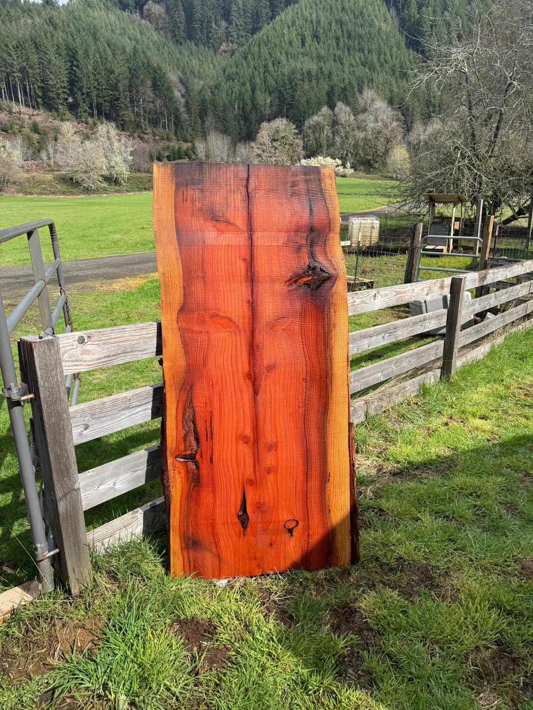 Giant Sequoia Redwood Slab- 66" X 32" X 2" - Live Edges - Etsy