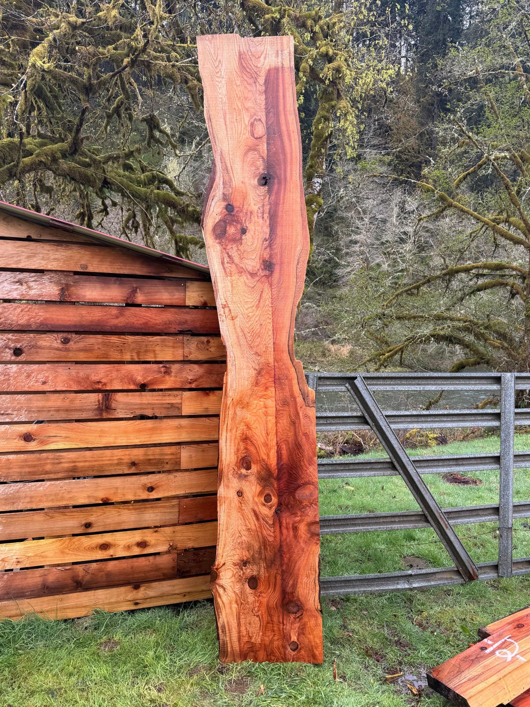 Western Red Cedar Slab- 134" X 23" X 2" - Live Edges - Etsy