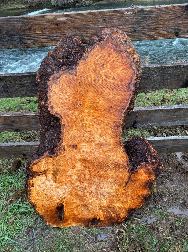 Large Figured Maple Burl Slab - 44" X 22" X 3" - Etsy