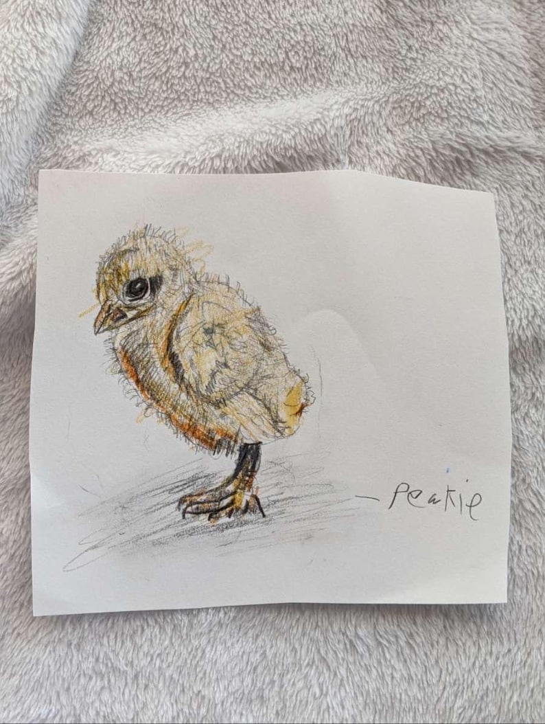 Yellow Chick Drawing - Etsy