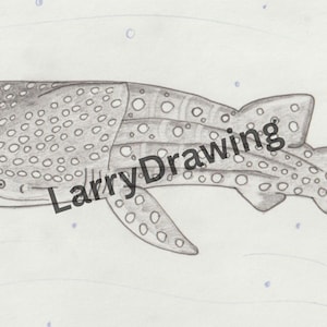 Whale Shark Pencil Drawing – Hand-drawn Marine Animal Art Print ...