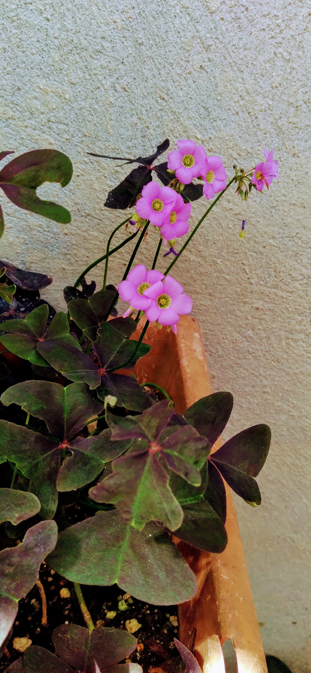 Rare Fuschia Pink Flower Purple Shamrock 4 Rare Fresh Oxalis Burgundy ...