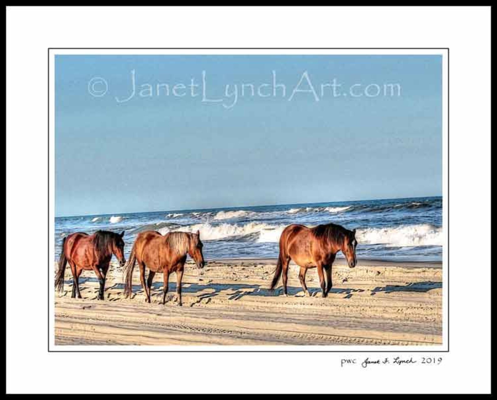OBX Corolla Wild Horses, Obx Wild Ponies,corolla NC North Carolina ...