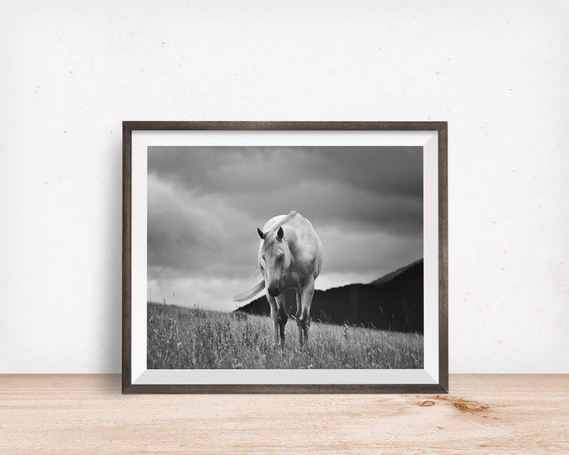 Dramatic Horse Photograph in Black and White, Horse Photography ...