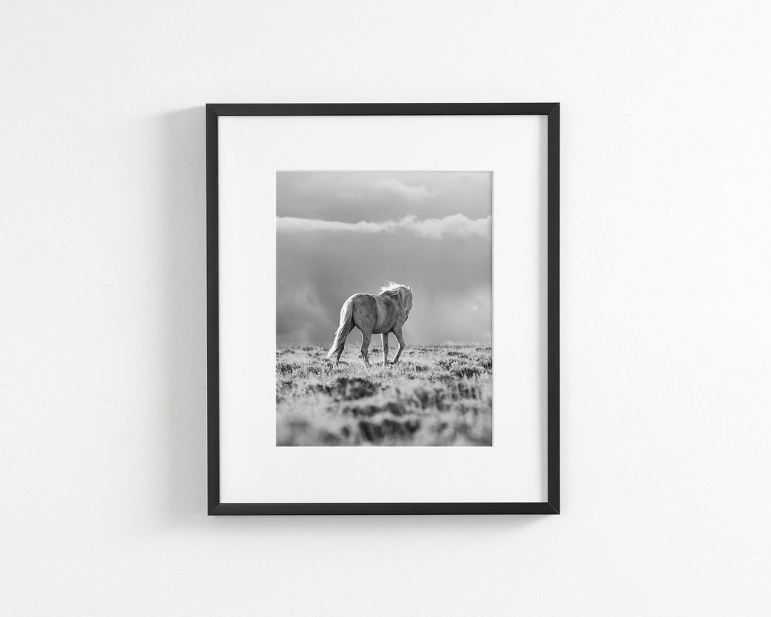 Unbroken Wild Horse Photograph in Black and White, Artistic Animal ...