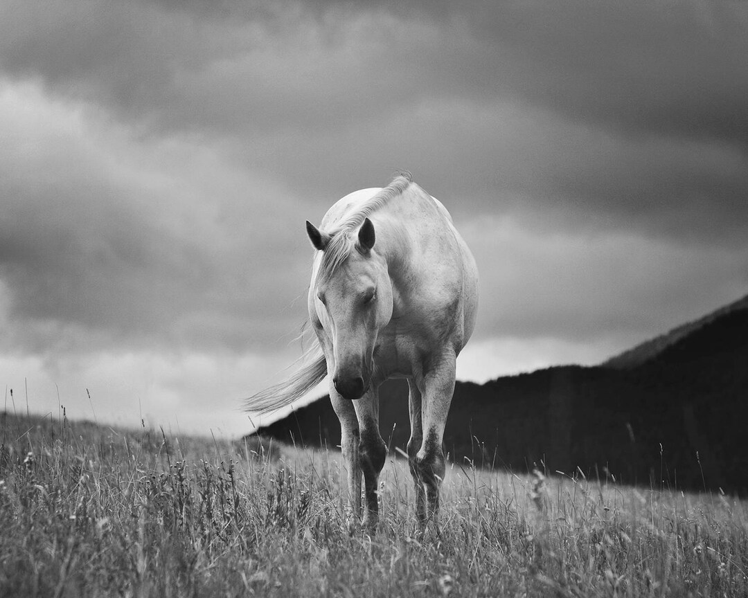 Dramatic Horse Photograph in Black and White, Horse Photography ...