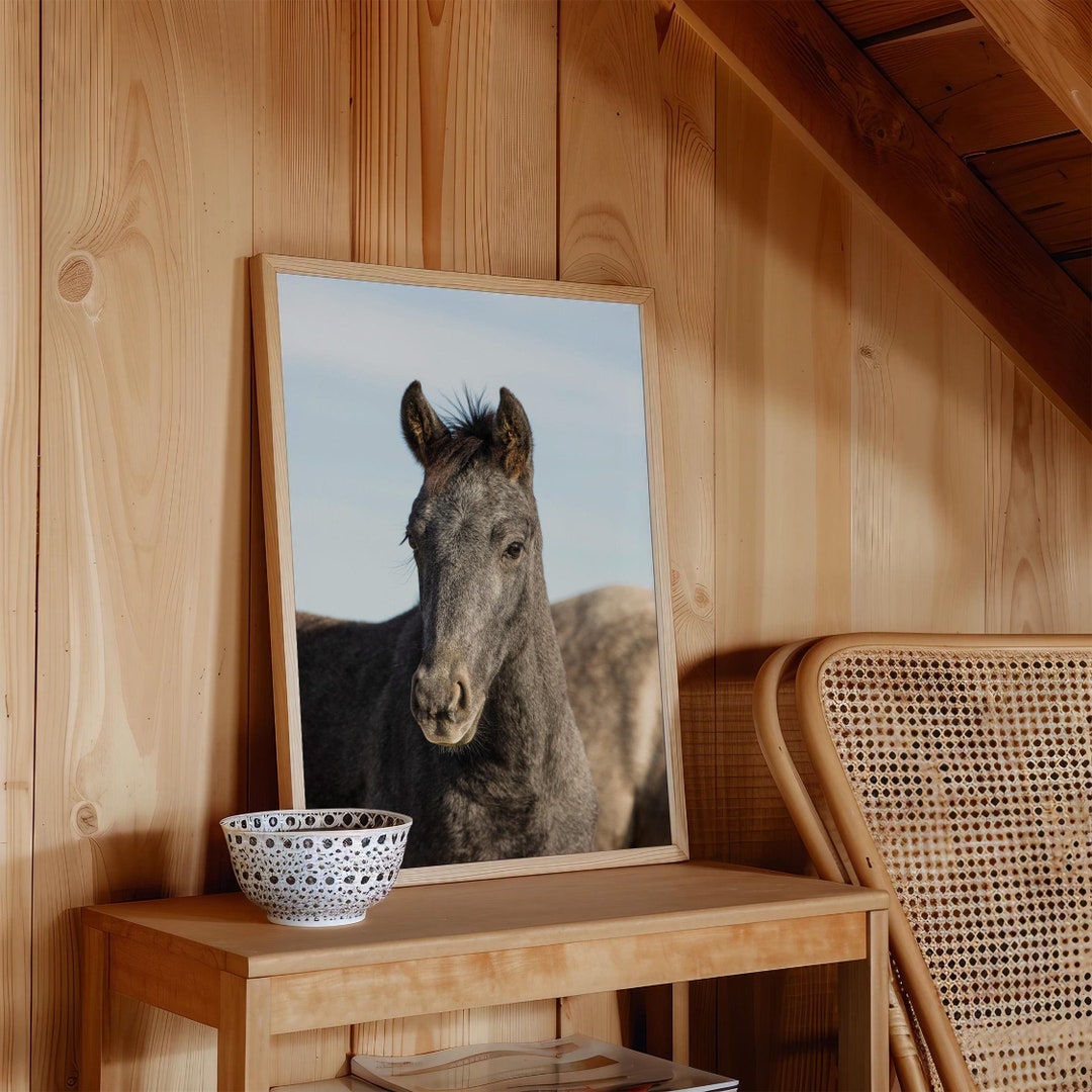 Wild Mustang Portrait – Close-up of Black and Gray Horse, Fine Art ...