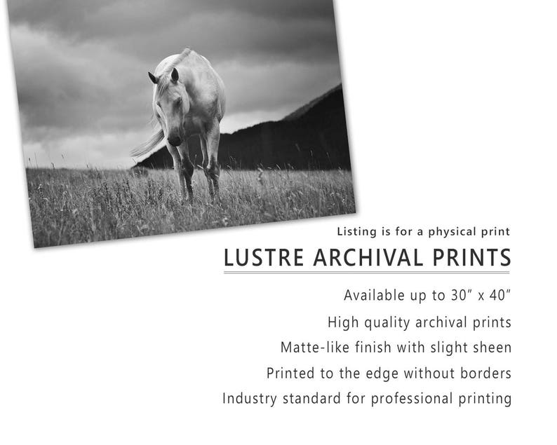 Dramatic Horse Photograph in Black and White, Horse Photography ...