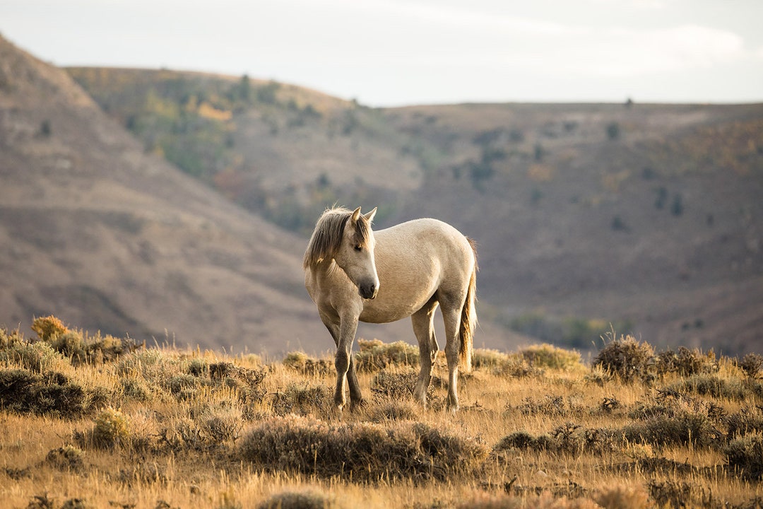 Golden Mare, Pretty Horse Photograph, Autumnal Colors, Color ...