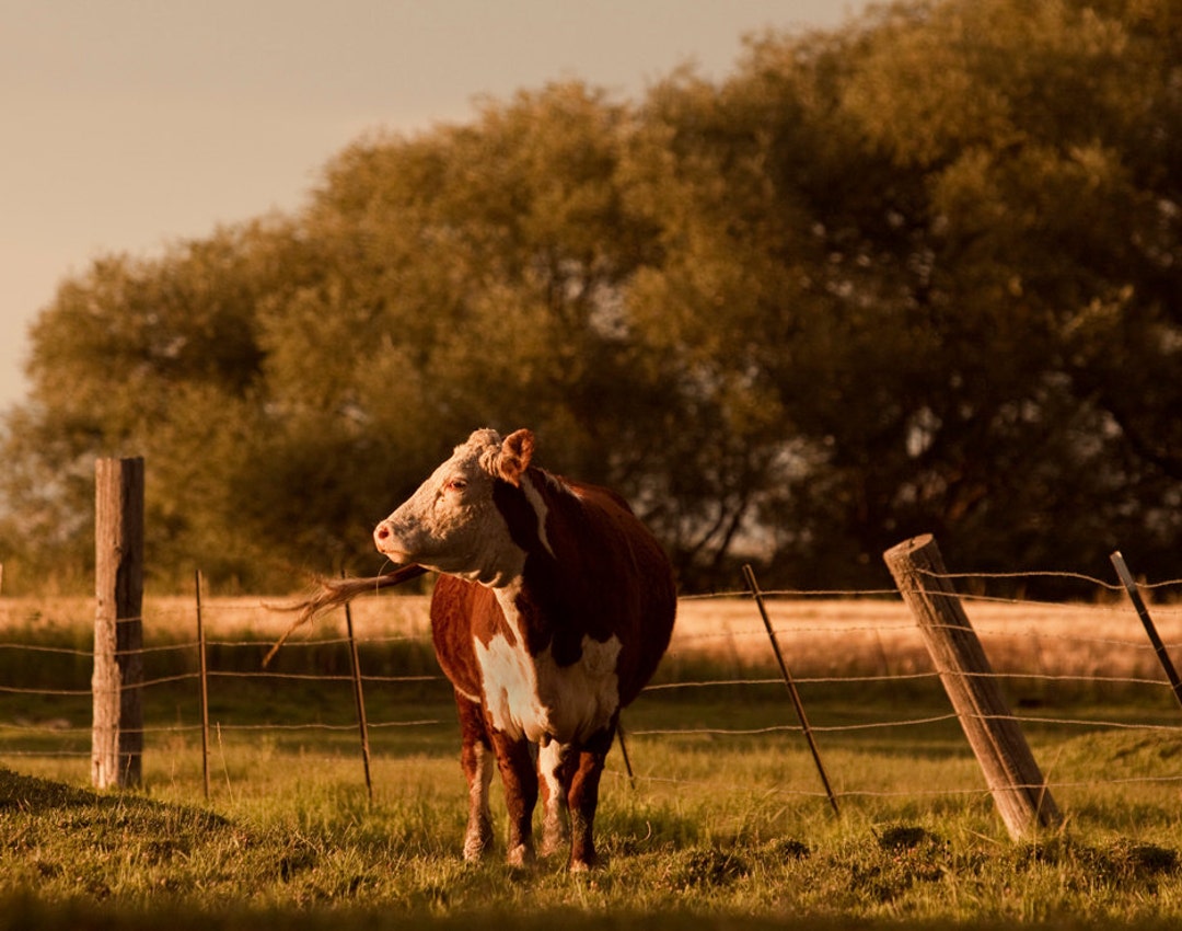 Hereford Cattle Photograph, Red and White Cow Art, Farm Photography ...