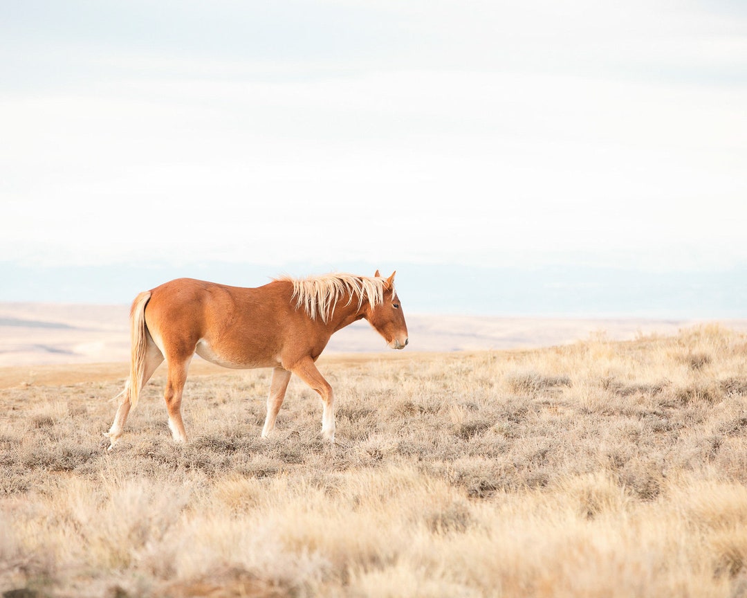 Wild Horse Color Photograph, Chestnut With Flaxen Mane - Etsy