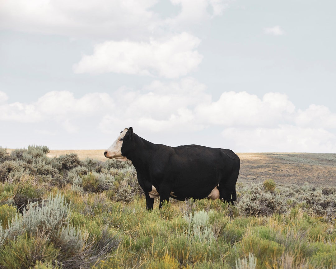 Cow Print, Free Range Cattle Photography, Western Animal Artwork - Etsy