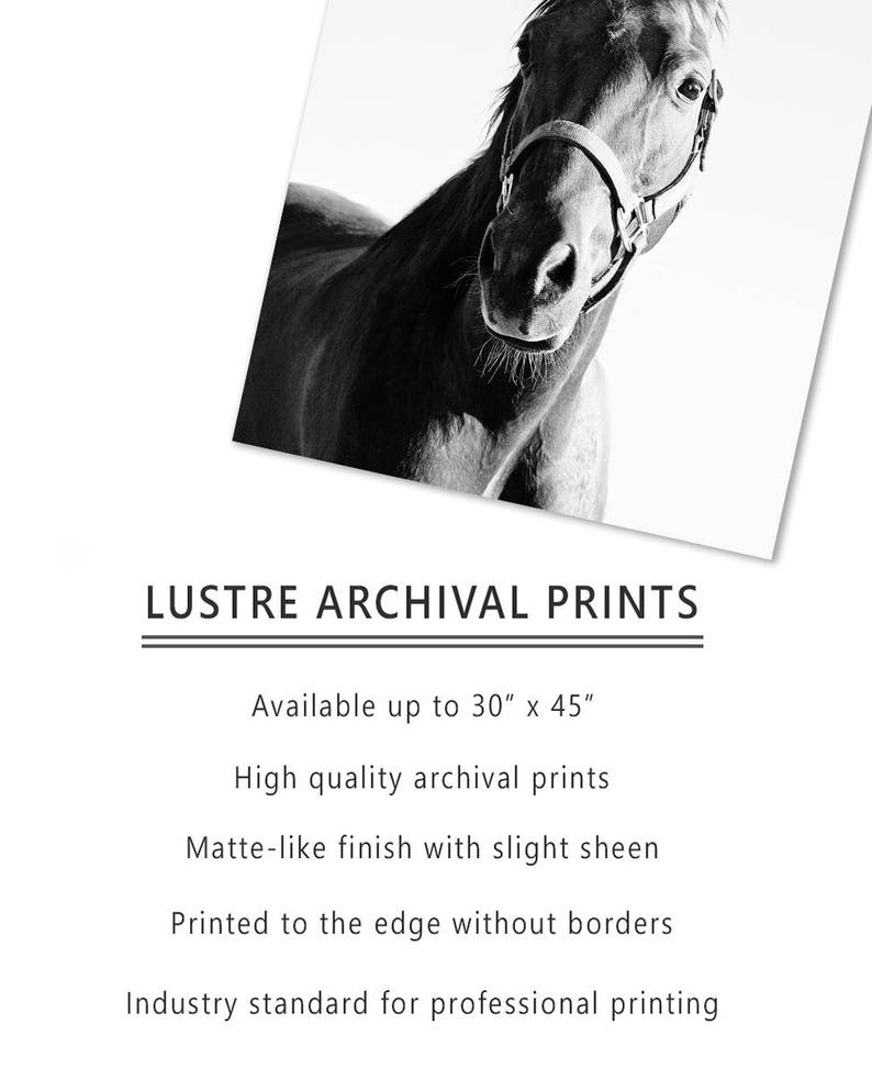 Vertical Horse Portrait in Black and White, Equestrian Art, Equine Home ...