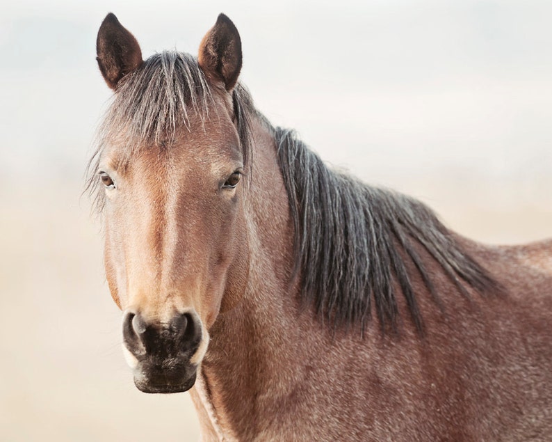 Red Roan Horse Portrait Monochrome Color Photography Equine - Etsy