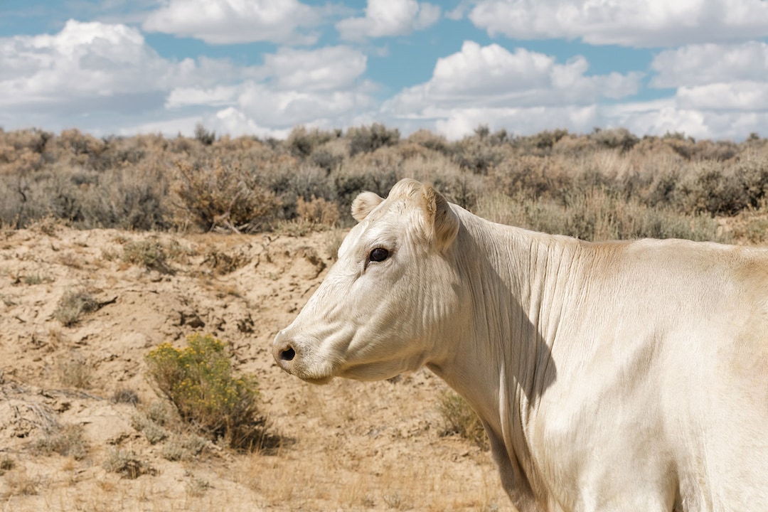 Desert Cow Photograph, Free Range Cattle Print, Farm Artwork, Large Cow ...