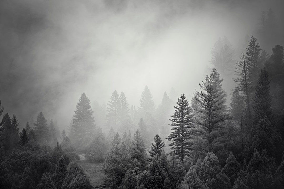 Forest Photograph in Black and White, Mountain Pines, Physical Print - Etsy