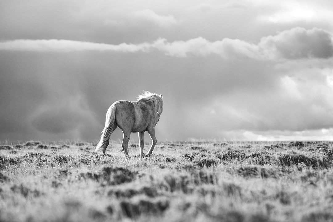 Unbroken, Wild Horse and Storm Clouds Photograph, Dramatic Black and ...