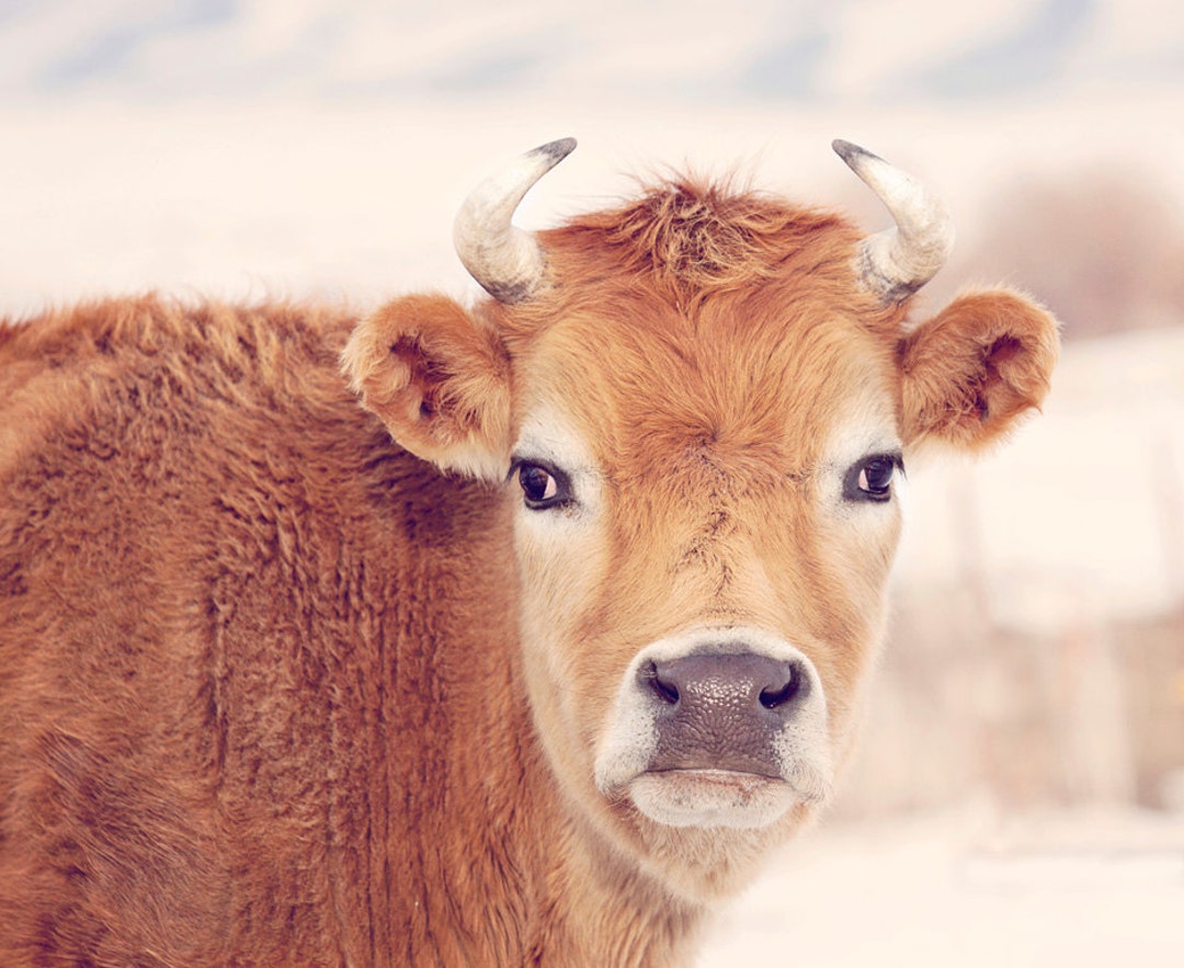 Cute Brown Cow Photograph, Farmhouse Wall Art Print - Etsy