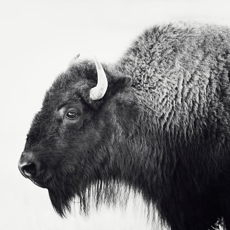 Buffalo Print - Etsy