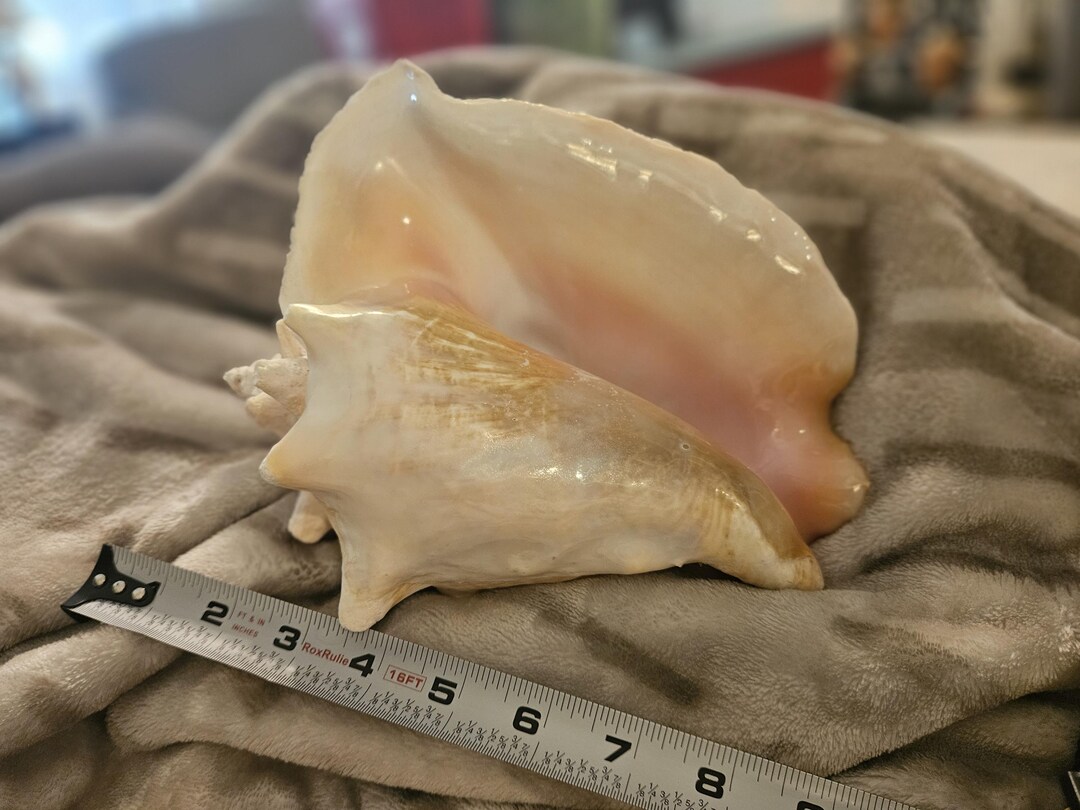 Large Queen Conch Sea Shell - Back Slit Seashell Bright Pink ~9" X 7 ...