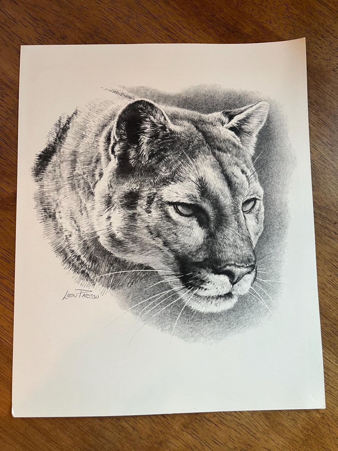 Leon Parsons Mountain Lion Print of Pencil Sketch 8x10” - Etsy