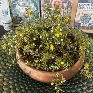 Fresh Chaparral Herb Larrea Tridentata | Creosote Bush Tea Detox Dried ...