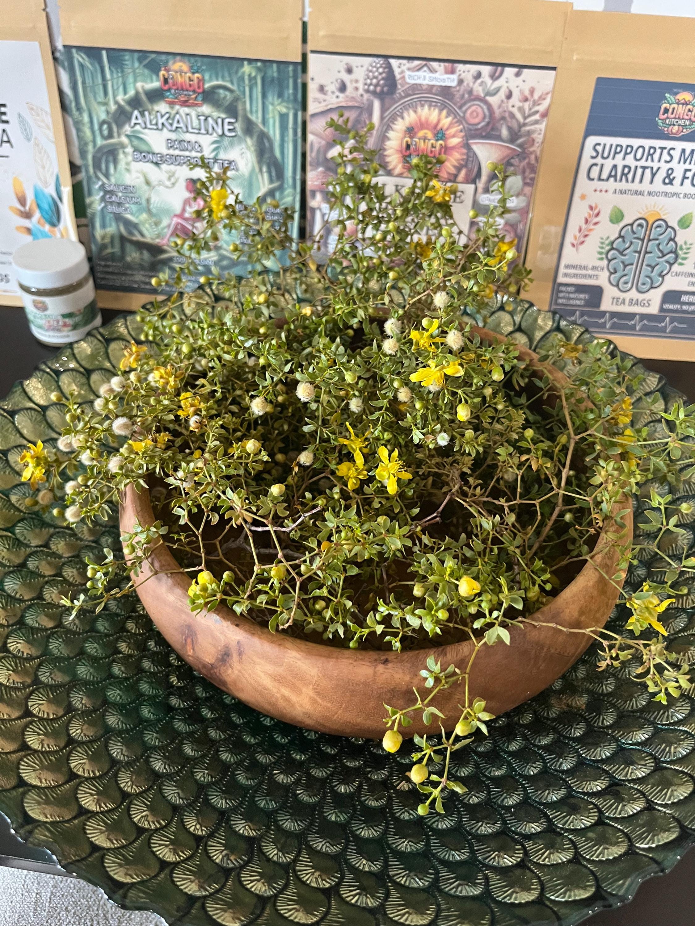 Fresh Chaparral Herb Larrea Tridentata | Creosote Bush Tea Detox Dried ...