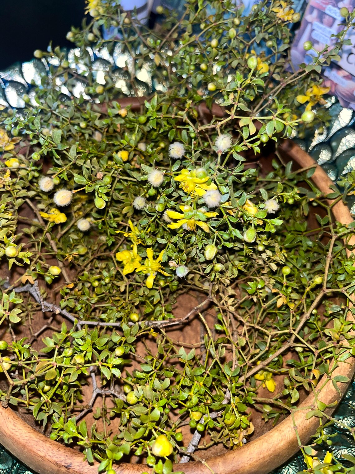 Fresh Chaparral Herb Larrea Tridentata | Creosote Bush Tea Detox Dried ...