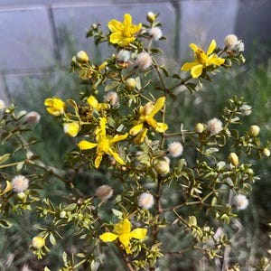 Fresh Chaparral Herb Larrea Tridentata | Creosote Bush Tea Detox Dried ...