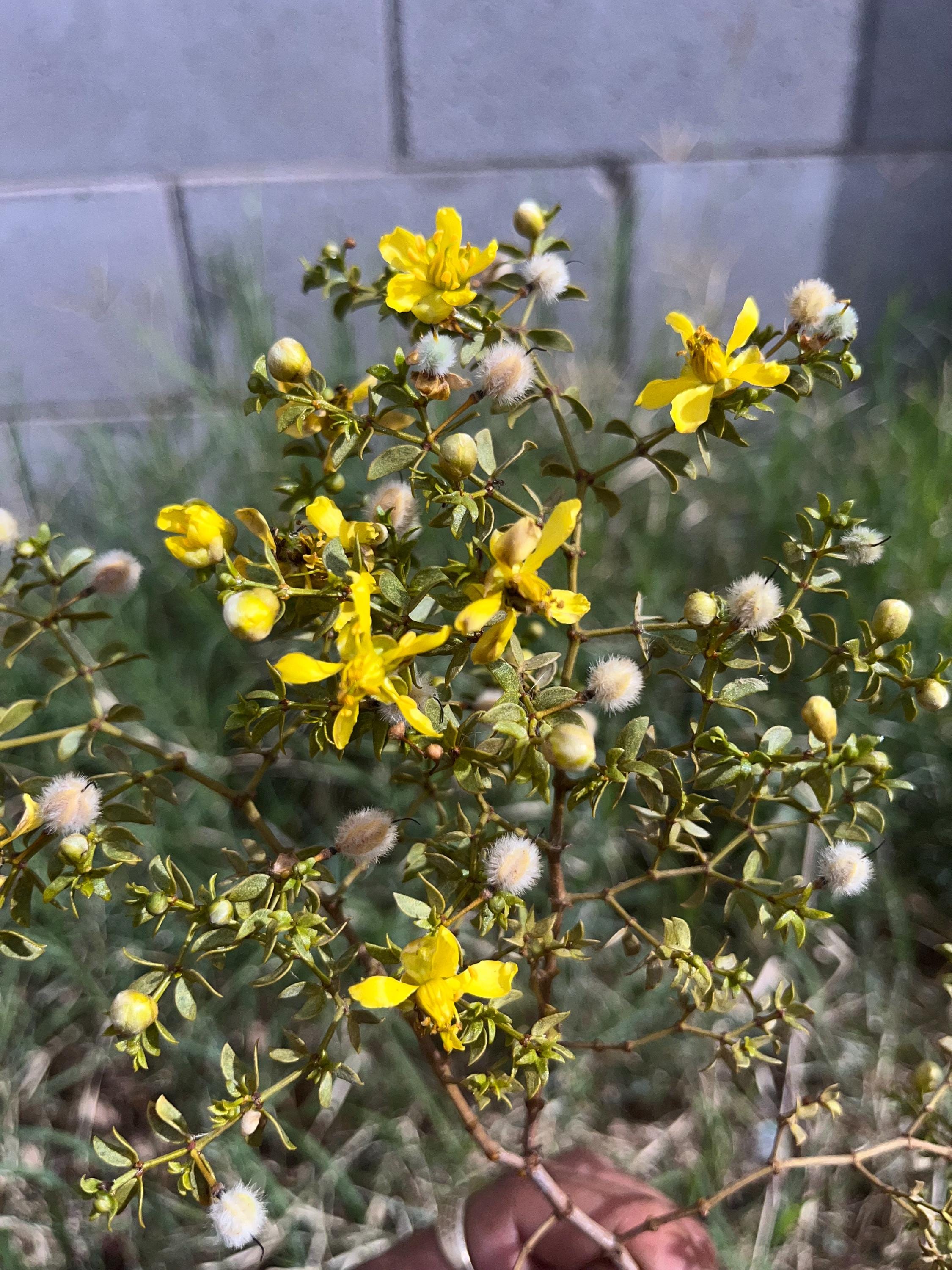 Fresh Chaparral Herb Larrea Tridentata | Creosote Bush Tea Detox Dried ...