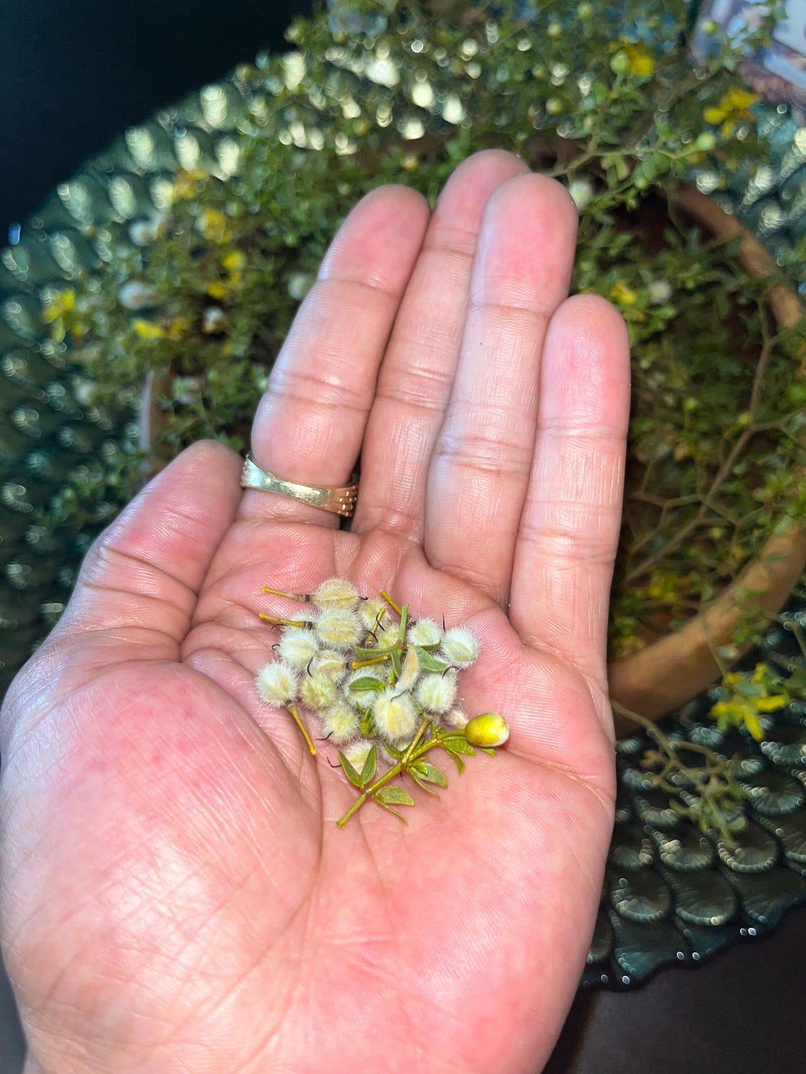 Fresh Chaparral Herb Larrea Tridentata | Creosote Bush Tea Detox Dried ...