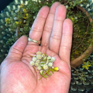 Fresh Chaparral Herb Larrea Tridentata | Creosote Bush Tea Detox Dried ...