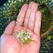 Fresh Chaparral Herb Larrea Tridentata | Creosote Bush Tea Detox Dried ...