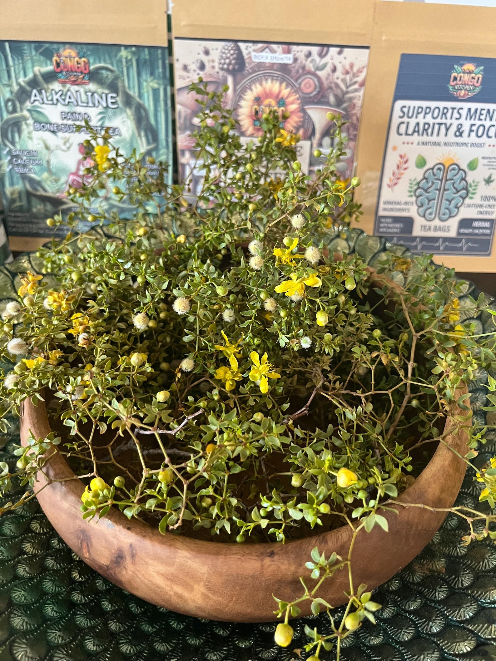 Fresh Chaparral Herb Larrea Tridentata | Creosote Bush Tea Detox Dried ...