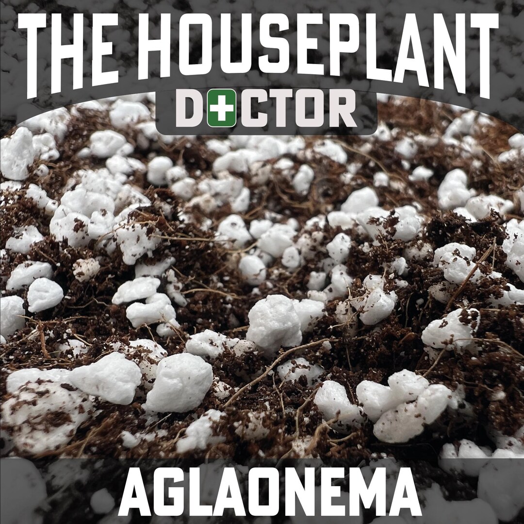 AGLAONEMA Soil Mix (CHINESE EVERGREENS Repotting Compost What is ...