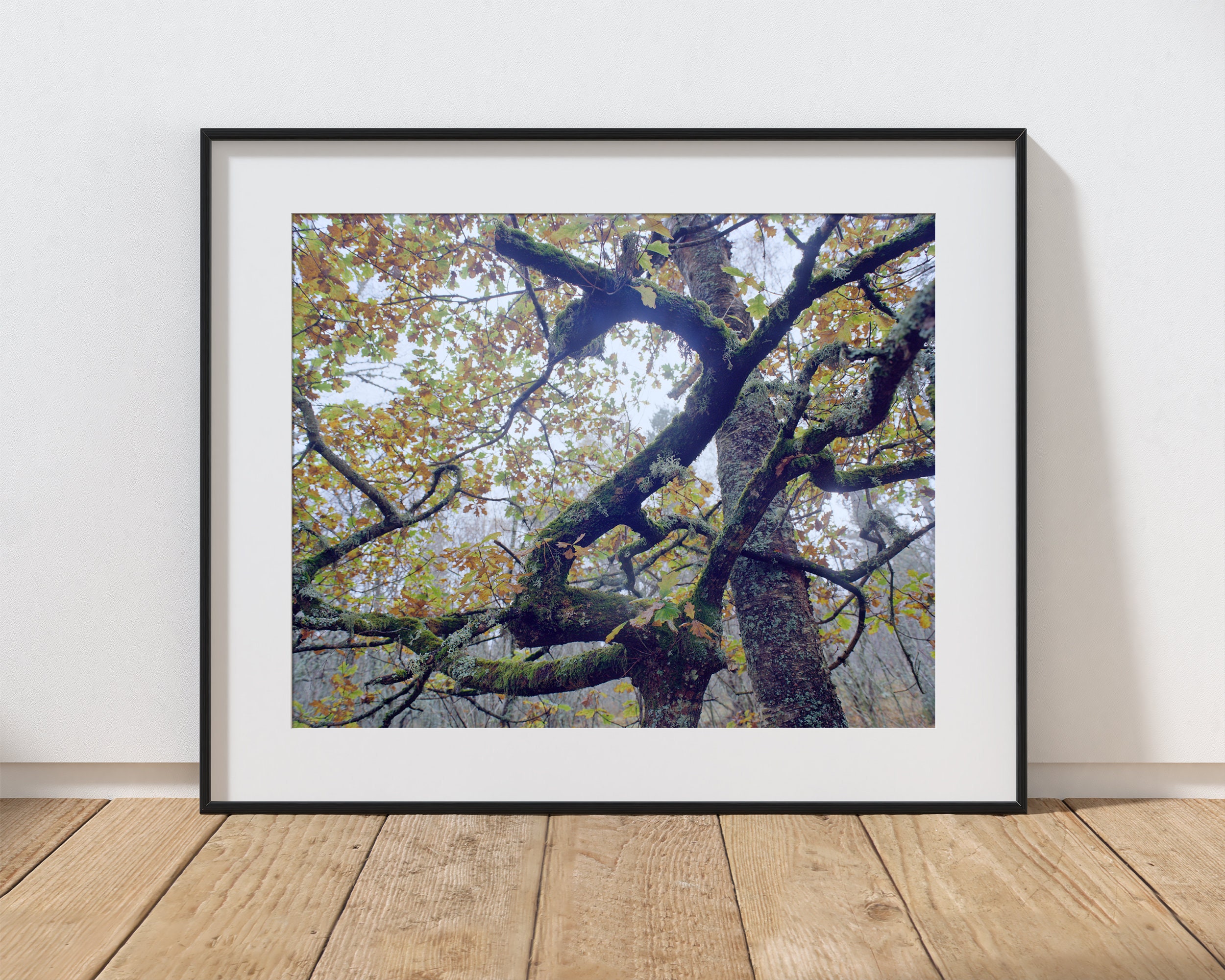 Scottish Autumn Tree Print Large Forest Stretched Canvas - Etsy UK