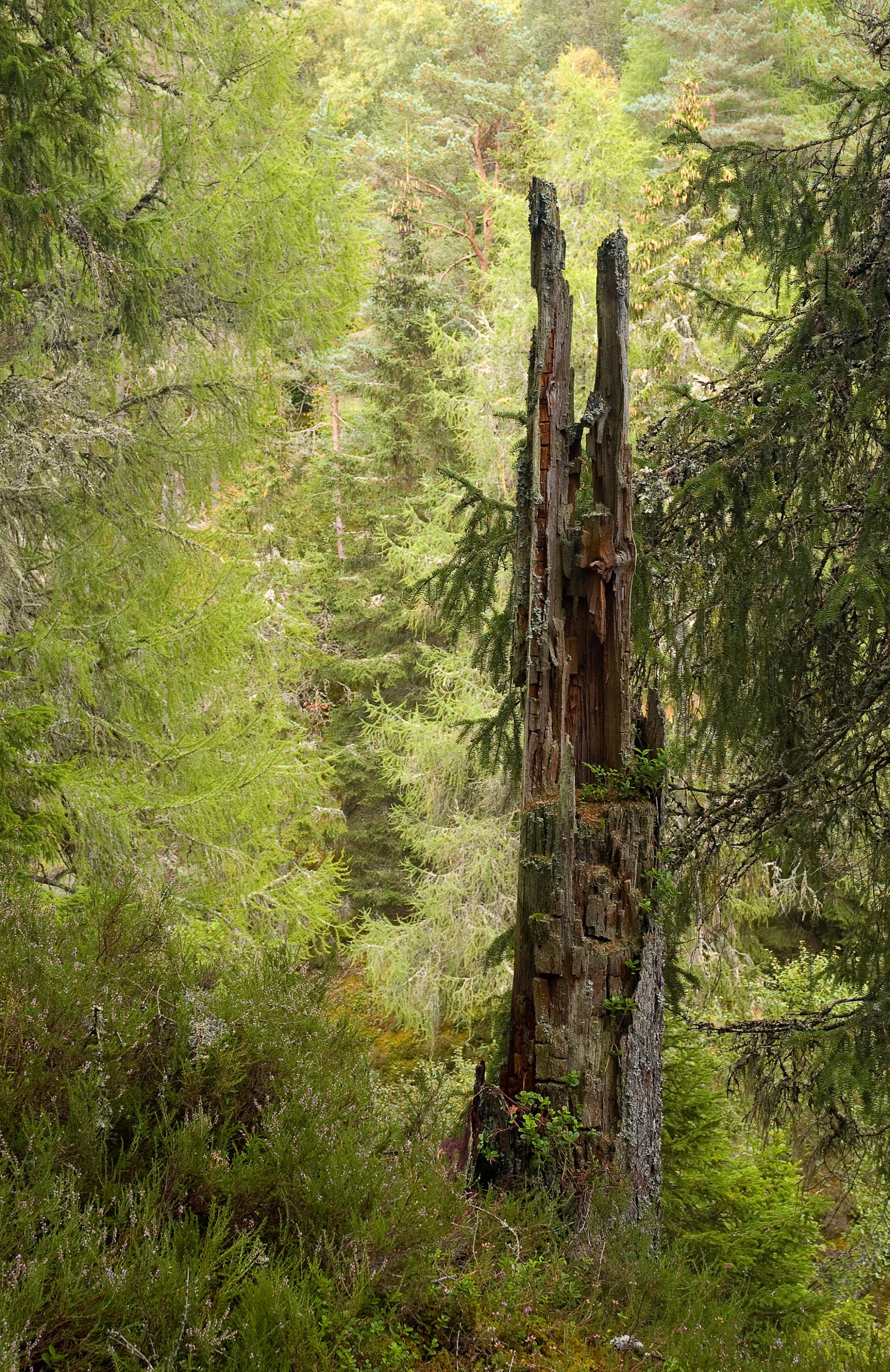 Old Tree Stump Print - Scottish Landscape Photography - Falls of Bruar ...