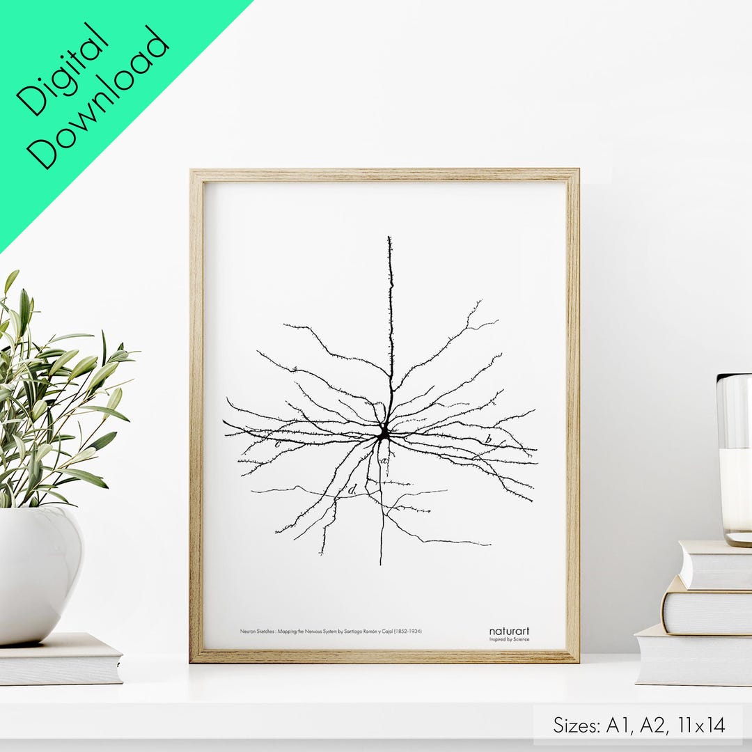 Santiago Ramón Y Cajal Neuron Sketch Minimalist Poster Black - Digital ...