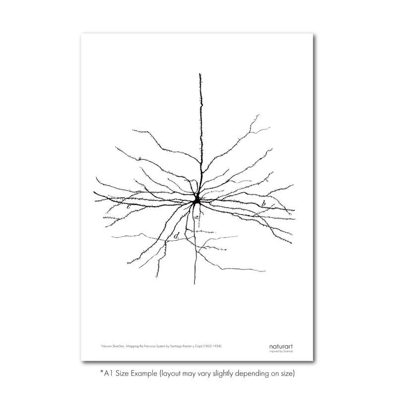 Santiago Ramón Y Cajal Neuron Sketch Minimalist Poster Black - Digital ...