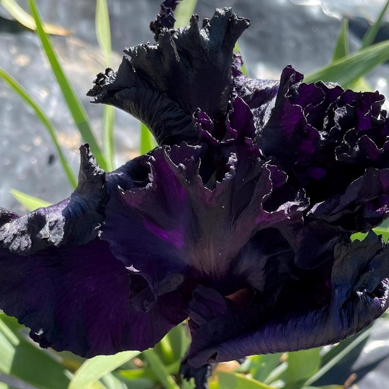 Black Iris - Etsy