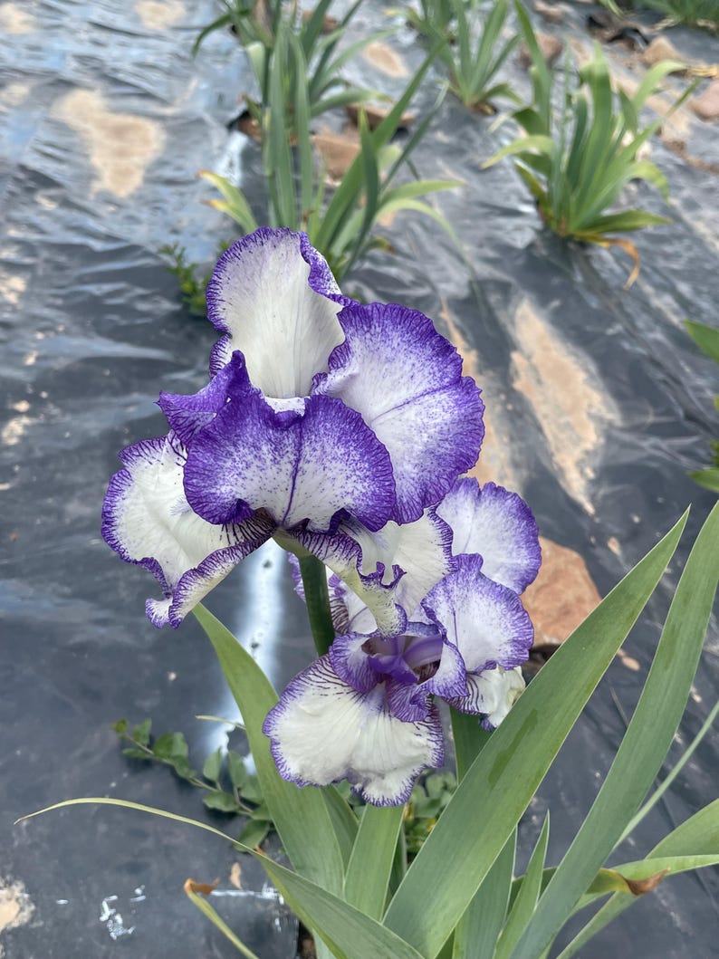 Tall Bearded Iris “hemstitched" - Etsy