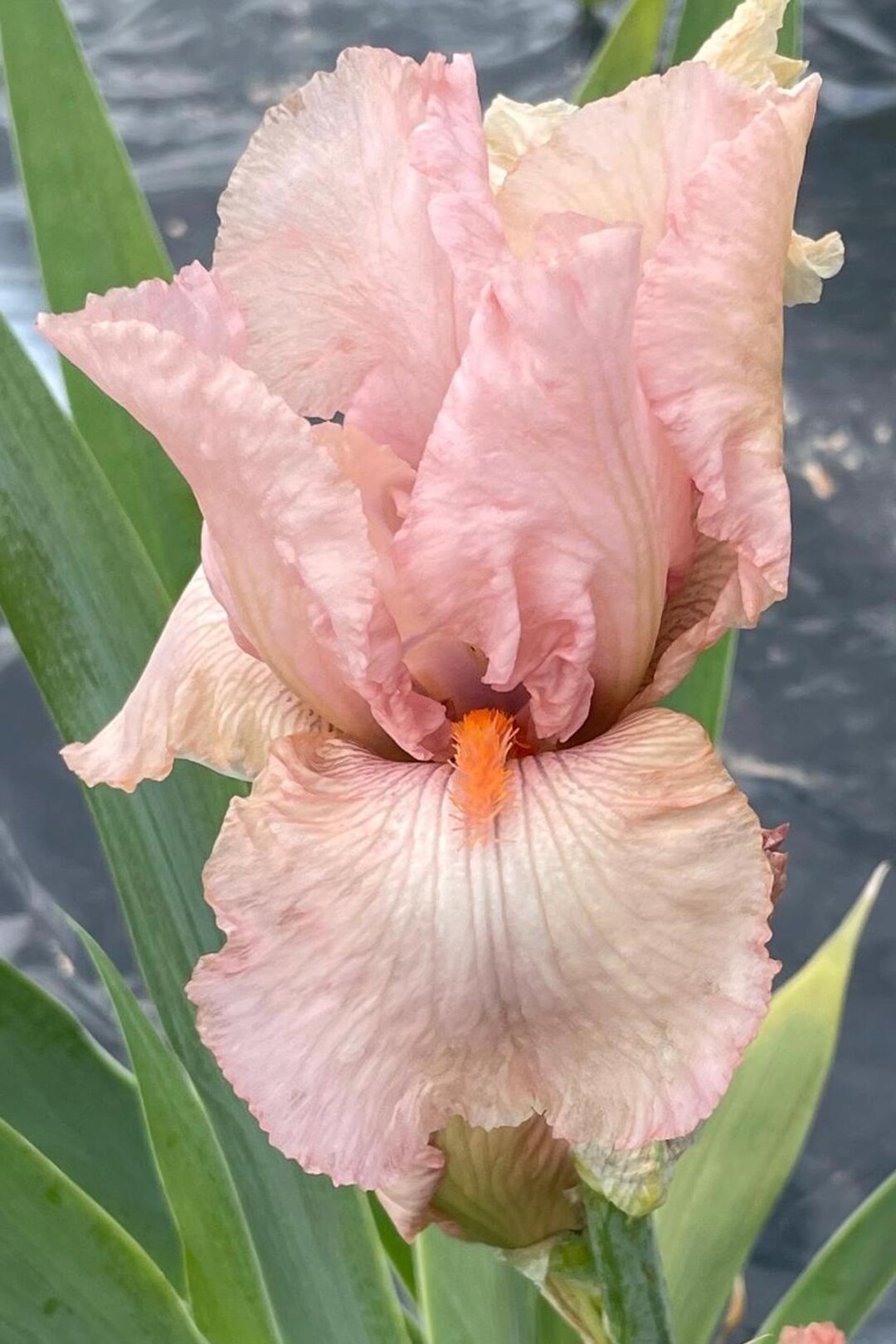 Tall Bearded Iris “pink Attraction” - Etsy
