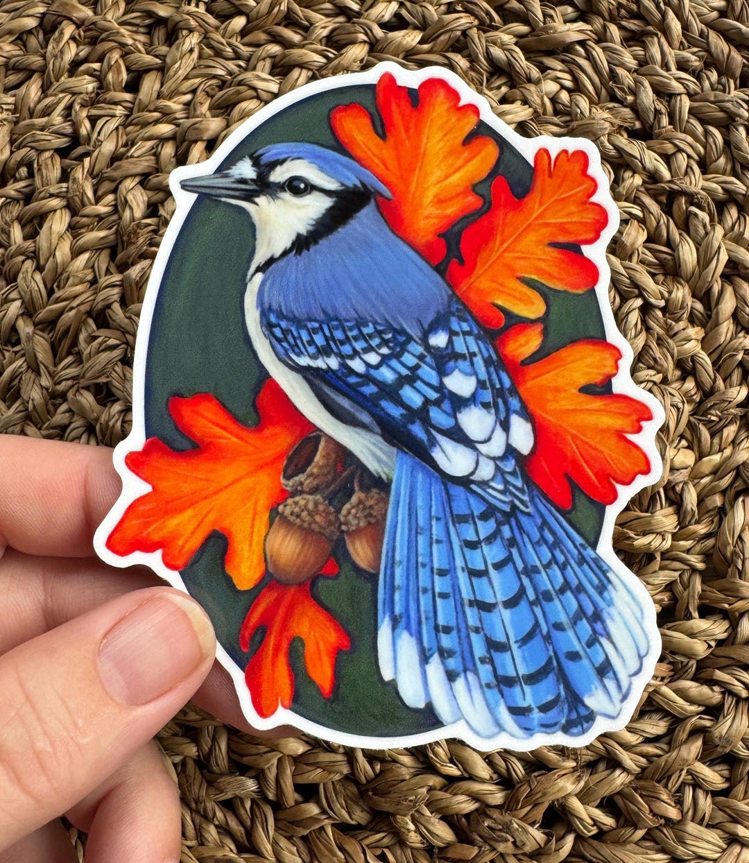 Blue Jay and Oak Vinyl Sticker, Waterproof Waterbottle Decal, Laptop ...