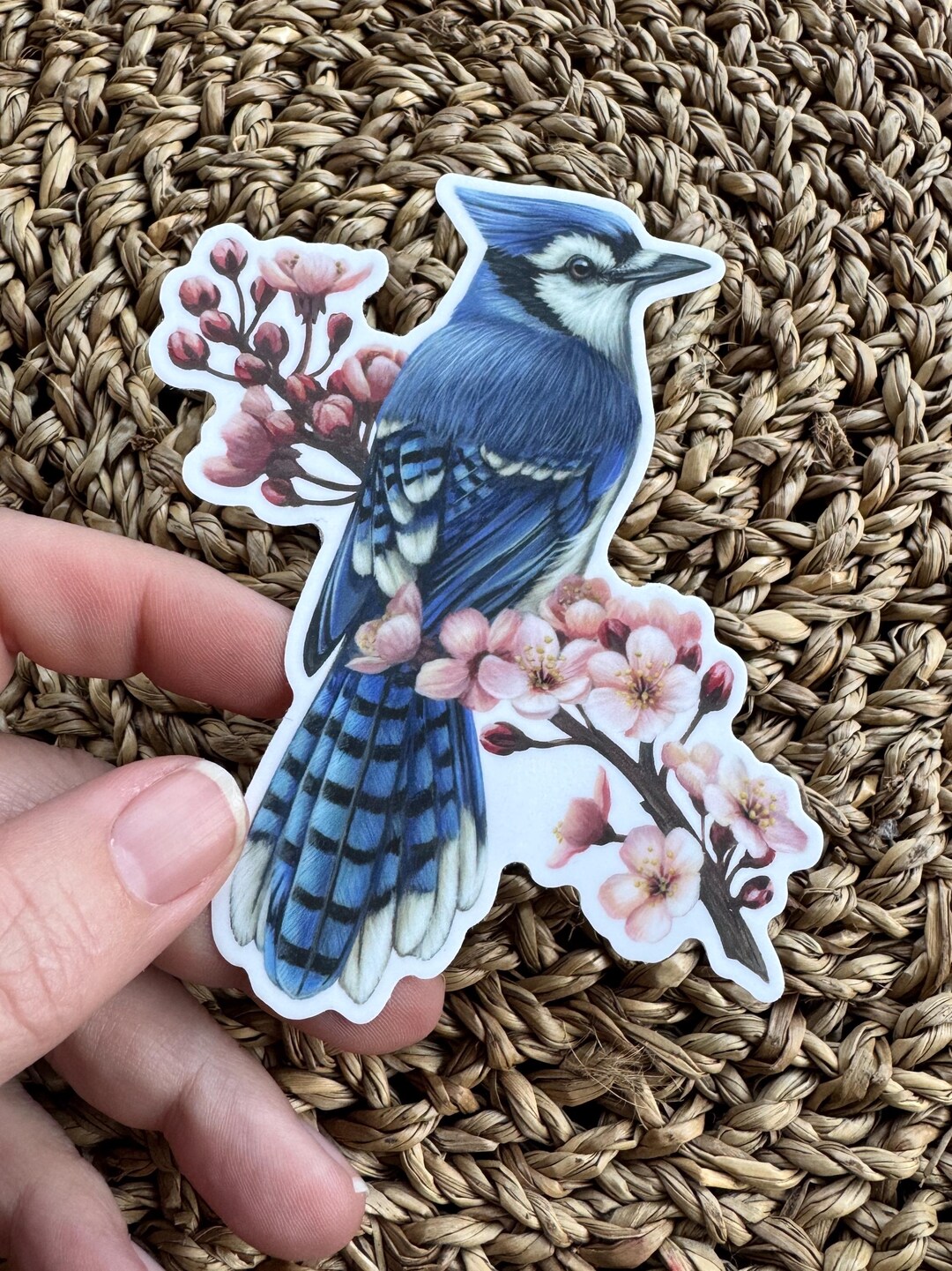 Blue Jay and Oak Vinyl Sticker, Waterproof Waterbottle Decal, Laptop ...