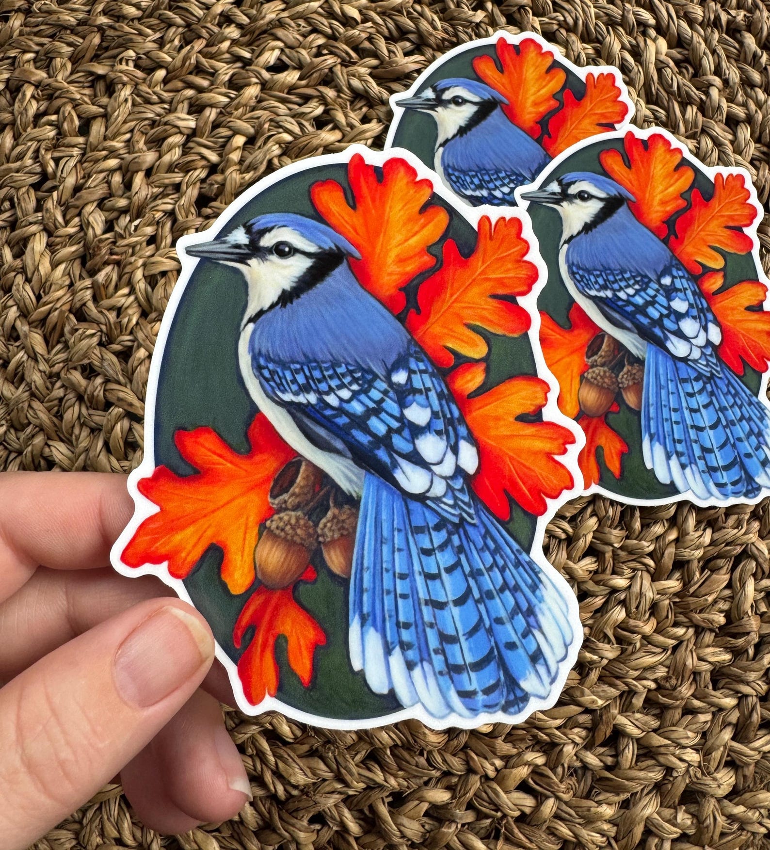 Blue Jay and Oak Vinyl Sticker, Waterproof Waterbottle Decal, Laptop ...