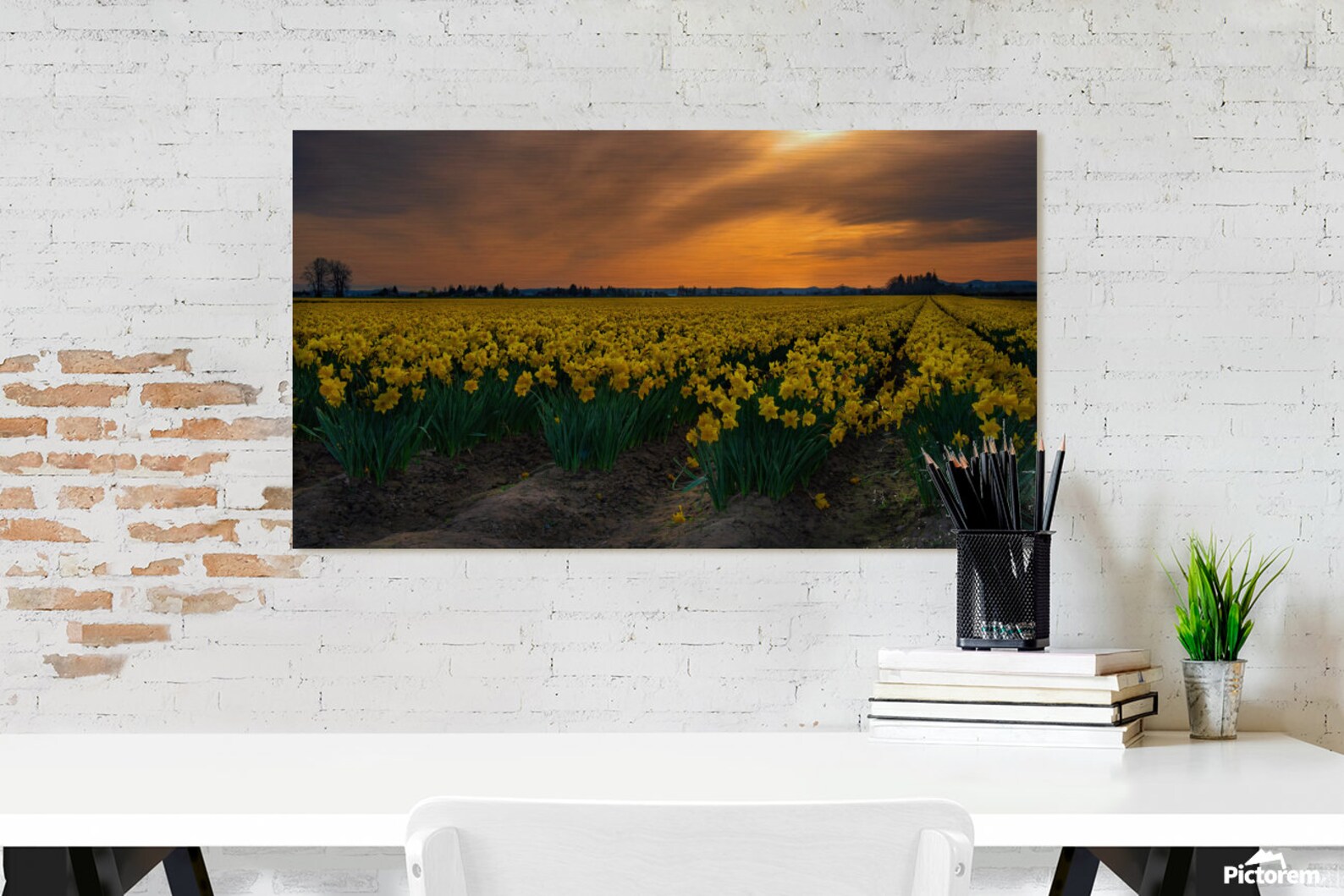 Golden Daffodils at Sunset – Skagit Valley Spring Flowers – Yellow ...