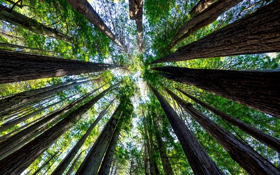 Skyward Majesty — Giant Redwoods Canopy View | Northern California ...
