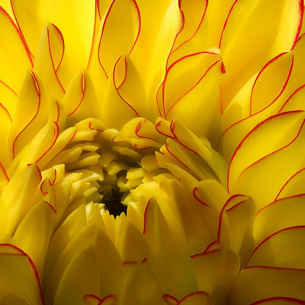 Close up Flower - Etsy