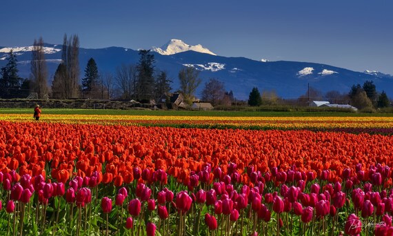 RoozenGaarde Spring Skagit Valley Dafoldils Tulips | Etsy